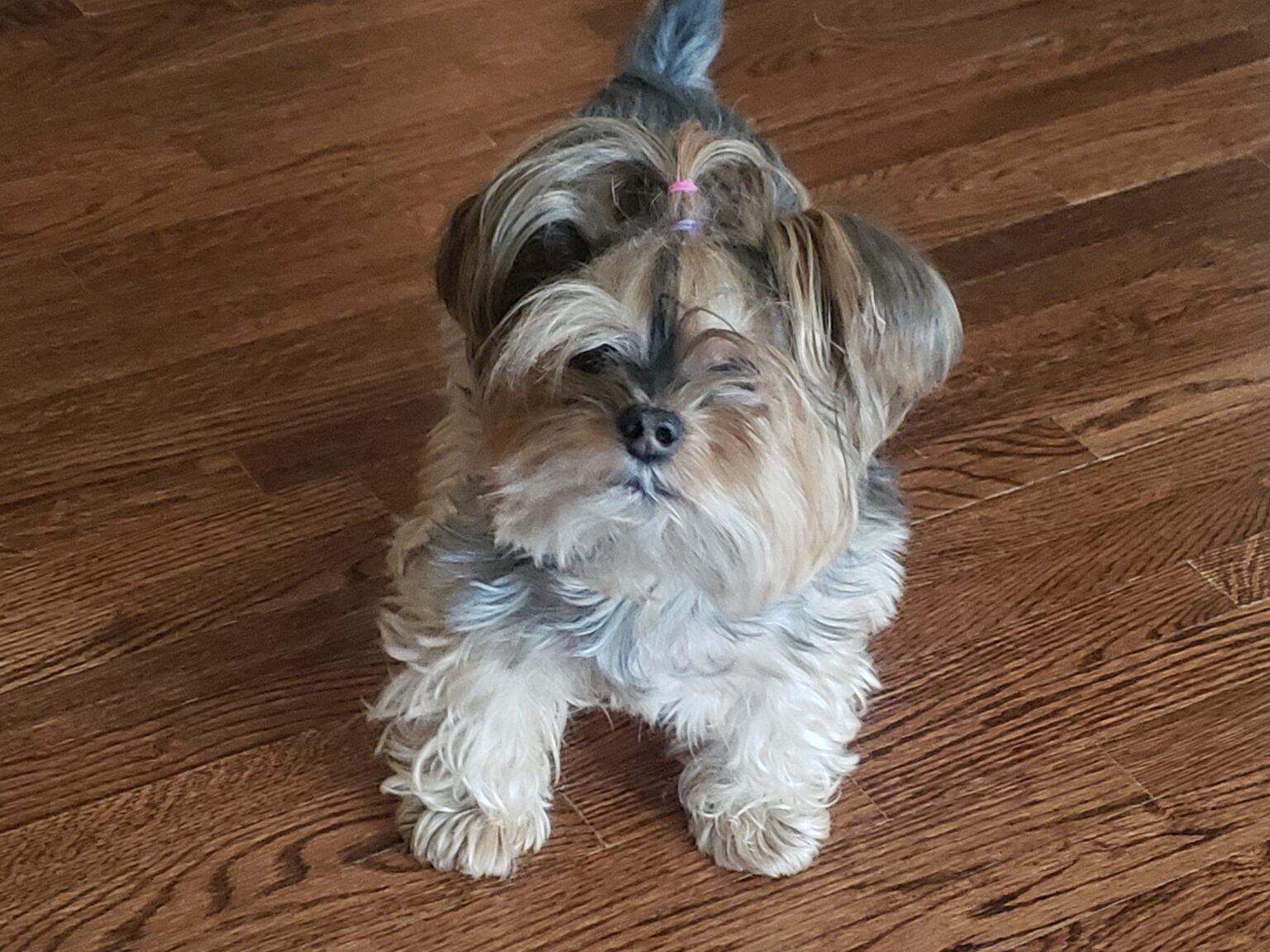 Understanding Yorkie Behavior: A Playful Dive Into Their World ...
